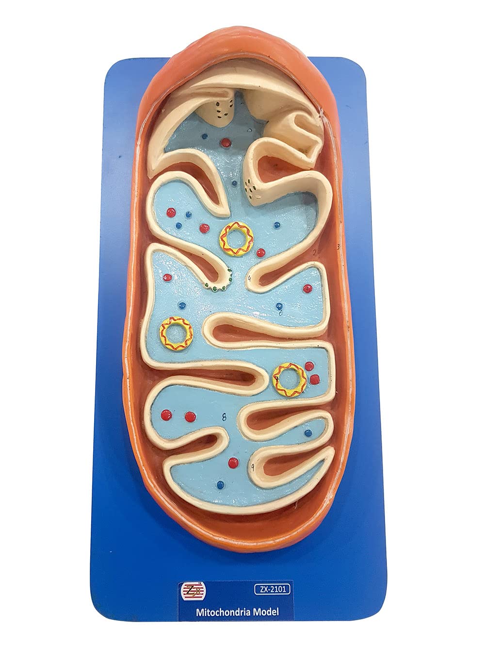 Mitochondria Model