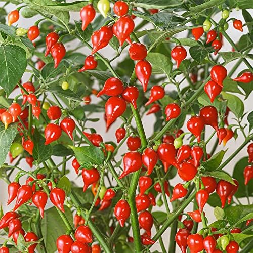 Amazon.com : QAUZUY GARDEN 20 Premium Sweety Drop Peppers (Biquinho ...