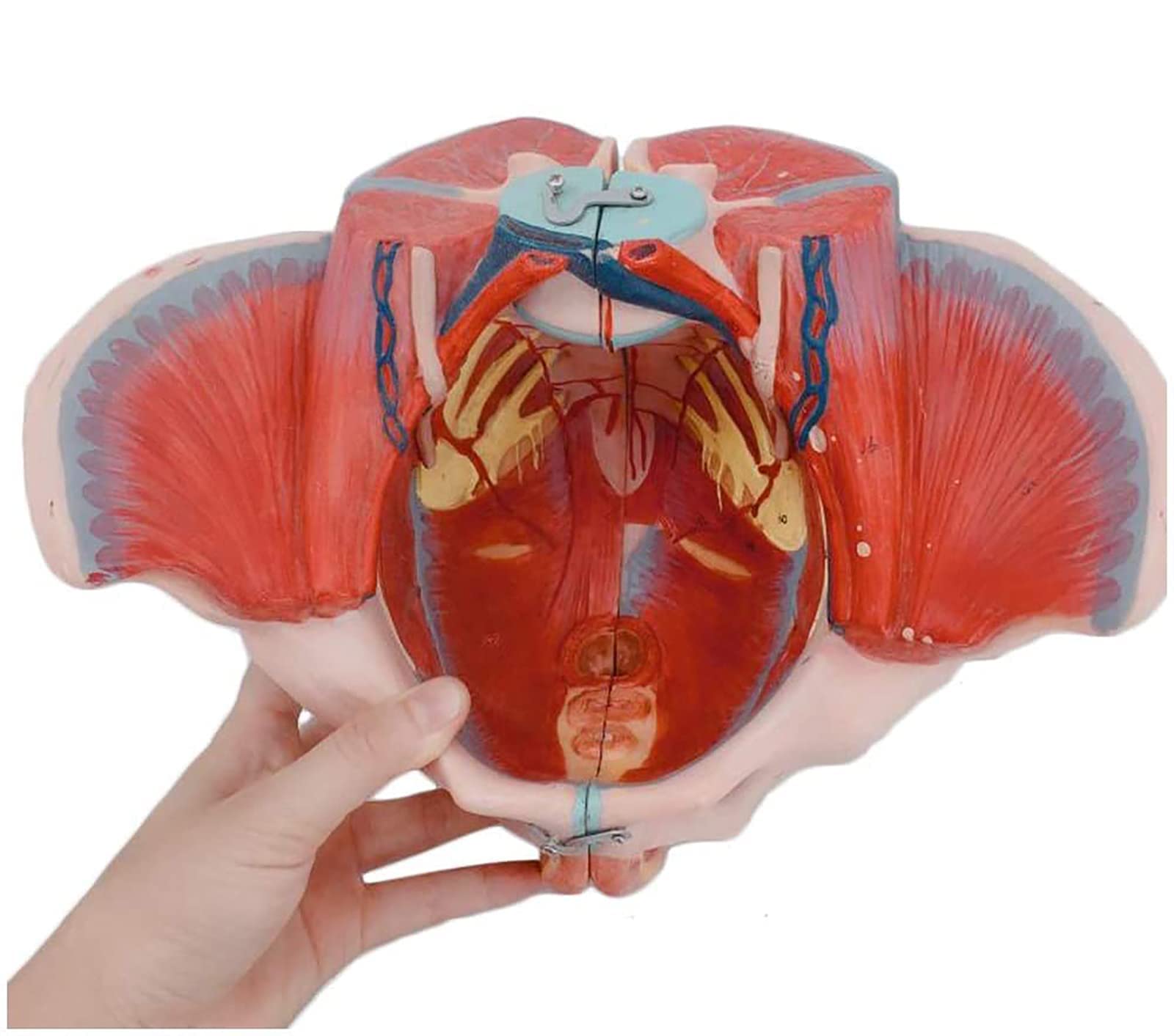 Buy Removable Female Pelvis Model w/Ligaments Muscles & Organs, Pelvic ...