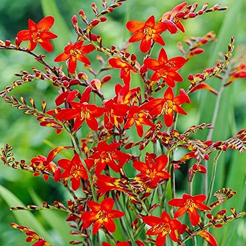 GREENLIVE TRADERS Beautiful Garden Plant Live" Kaner/Nerium Oleander ...