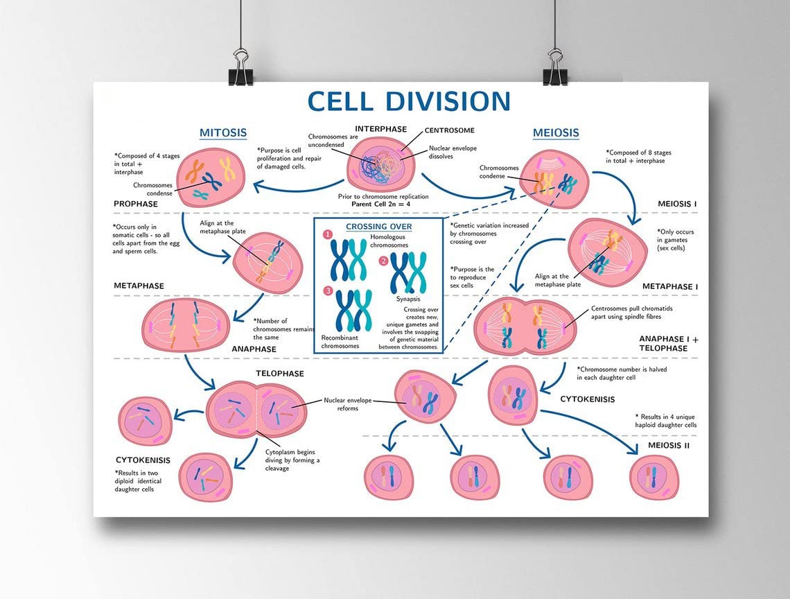 Cell Reproduction Diagram