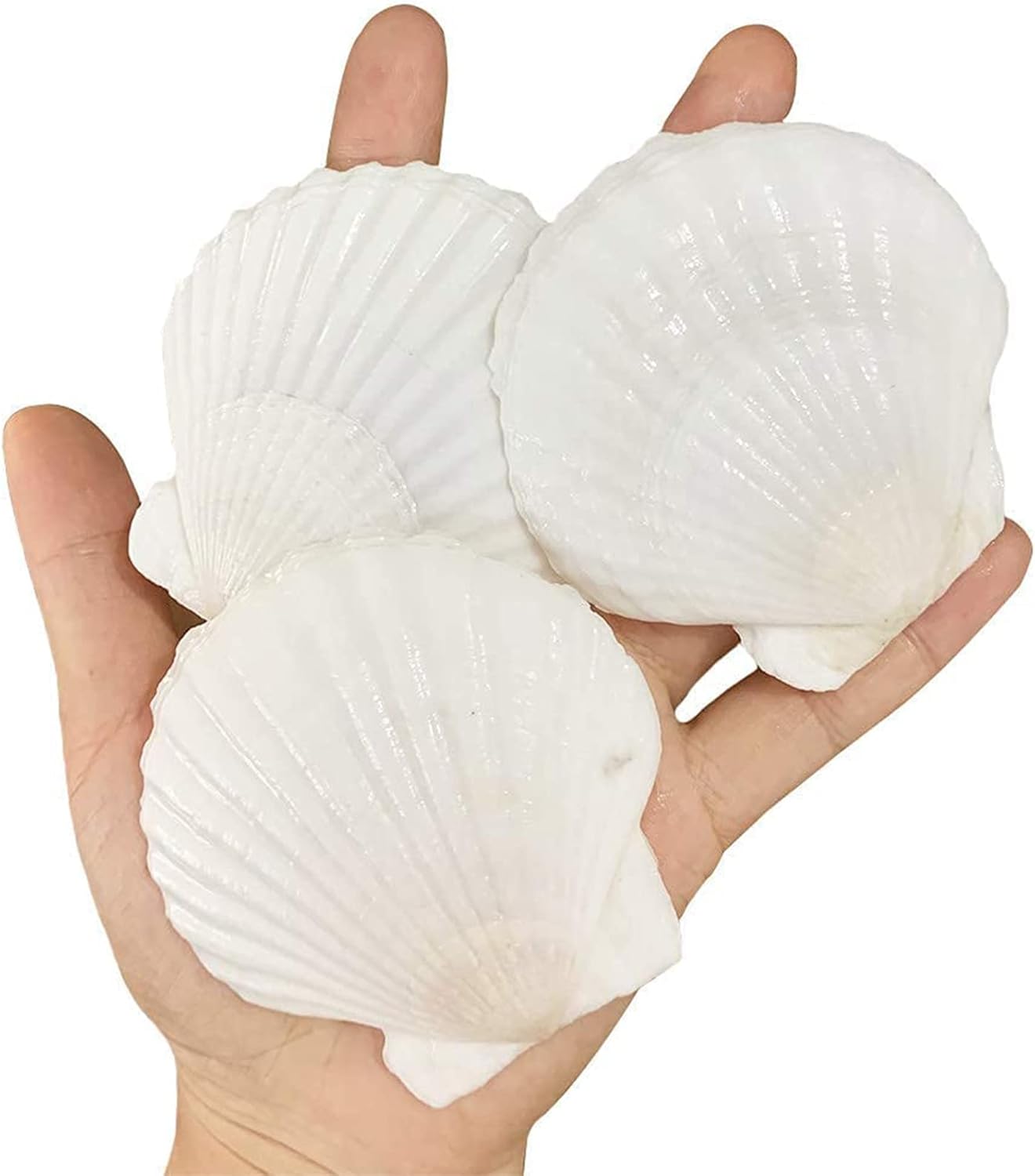 Amazon.com: 30PCS Natural Scallop Shells White Sea Shells for ...