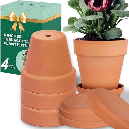 Best Pots for Spider Plants: The Right Home - Smart Garden and Home