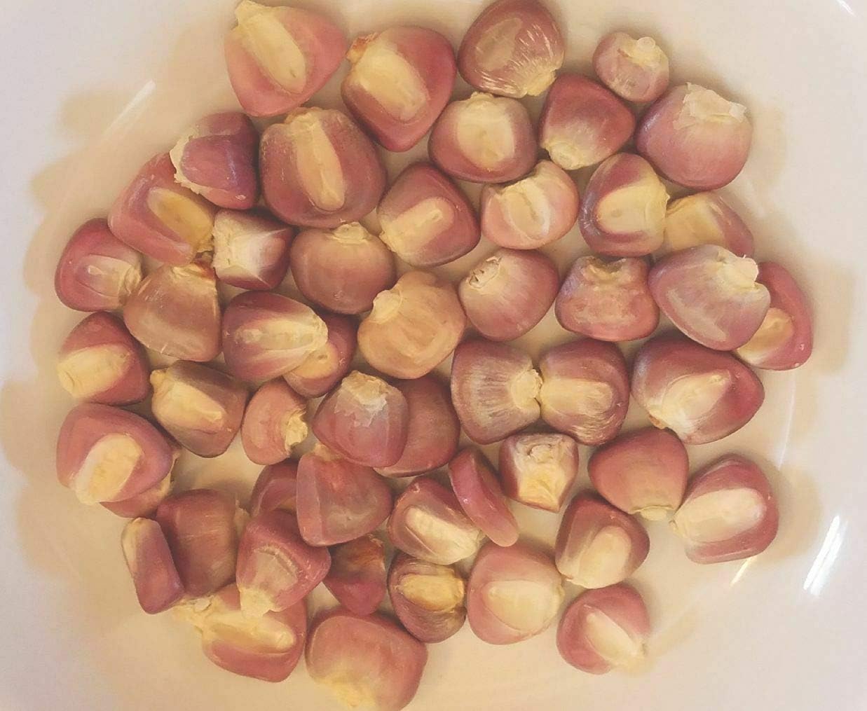 Amazon.com : 50 Seeds Large Maize Rojo E190, Red Dent Corn (VRZ) Seeds ...