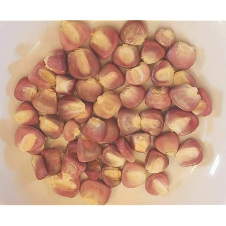Amazon.com : 50 Seeds Large Maize Rojo E190, Red Dent Corn (VRZ) Seeds ...