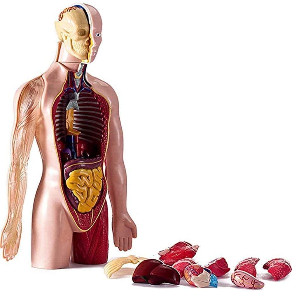 Buy Education Medical And Manuel Human Torso Model Anatomical Model Of ...