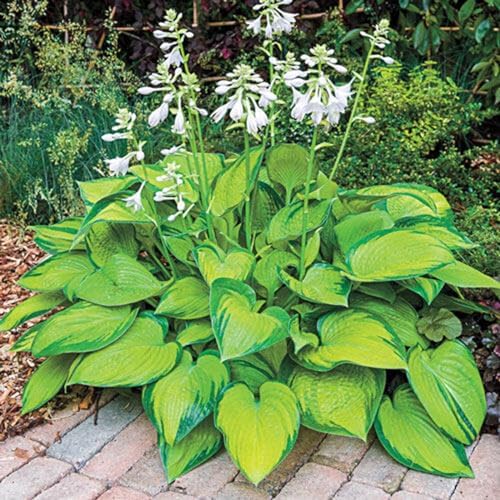 Pflanzen Funken Hosta Winterhart Mehrjährig, Einfach zu züchten ...