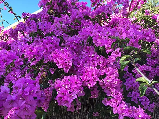 Purple/Violet Colour Bougainvillea flower Live Plant, Baguni Kagoj Ful ...