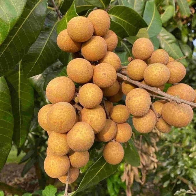 Special Sweet & Rare Thai Variety Seedless Longan Plant Healthy ...
