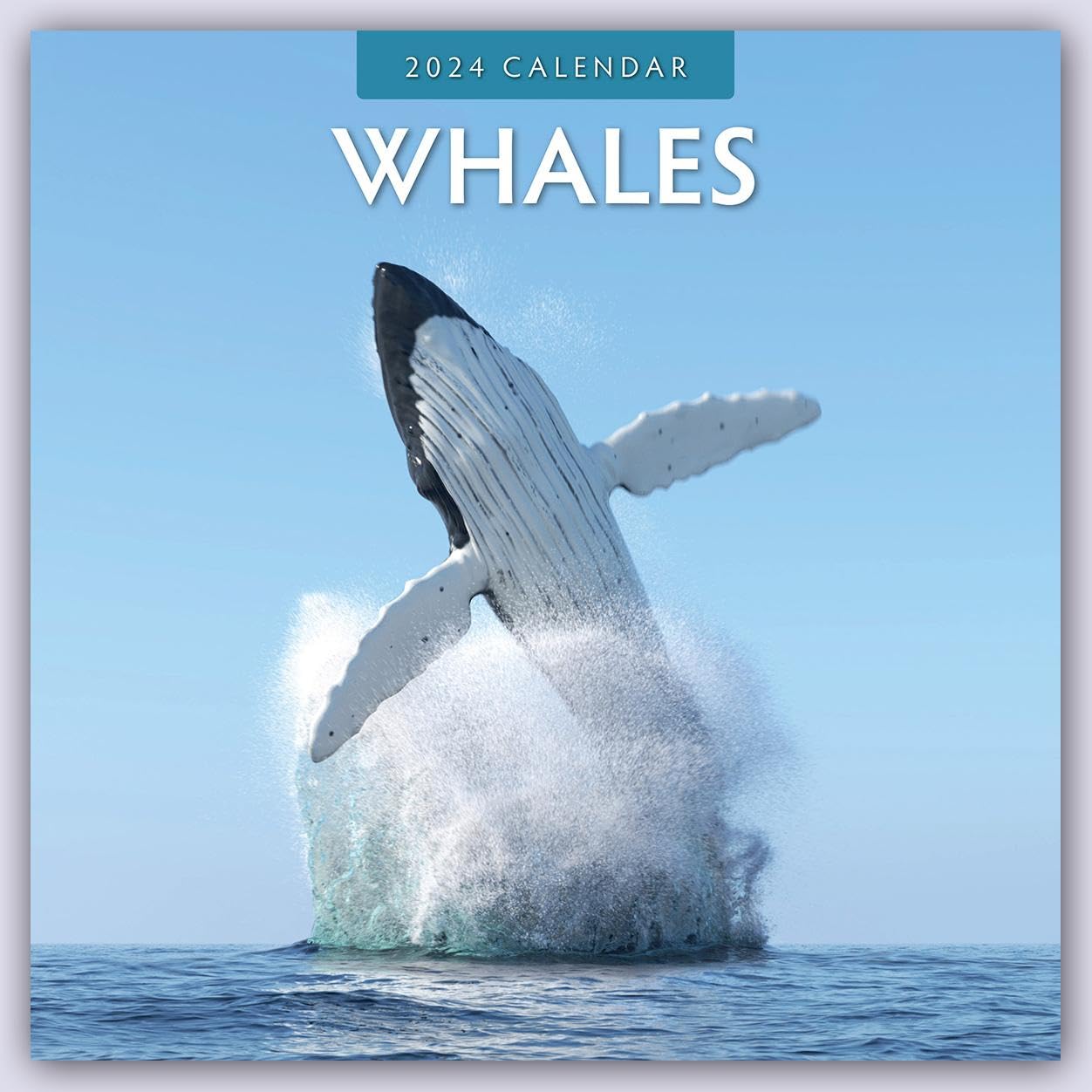 Whales 2024 Square Wall Calendar : Red Robin Publishing Ltd.: Amazon.co ...
