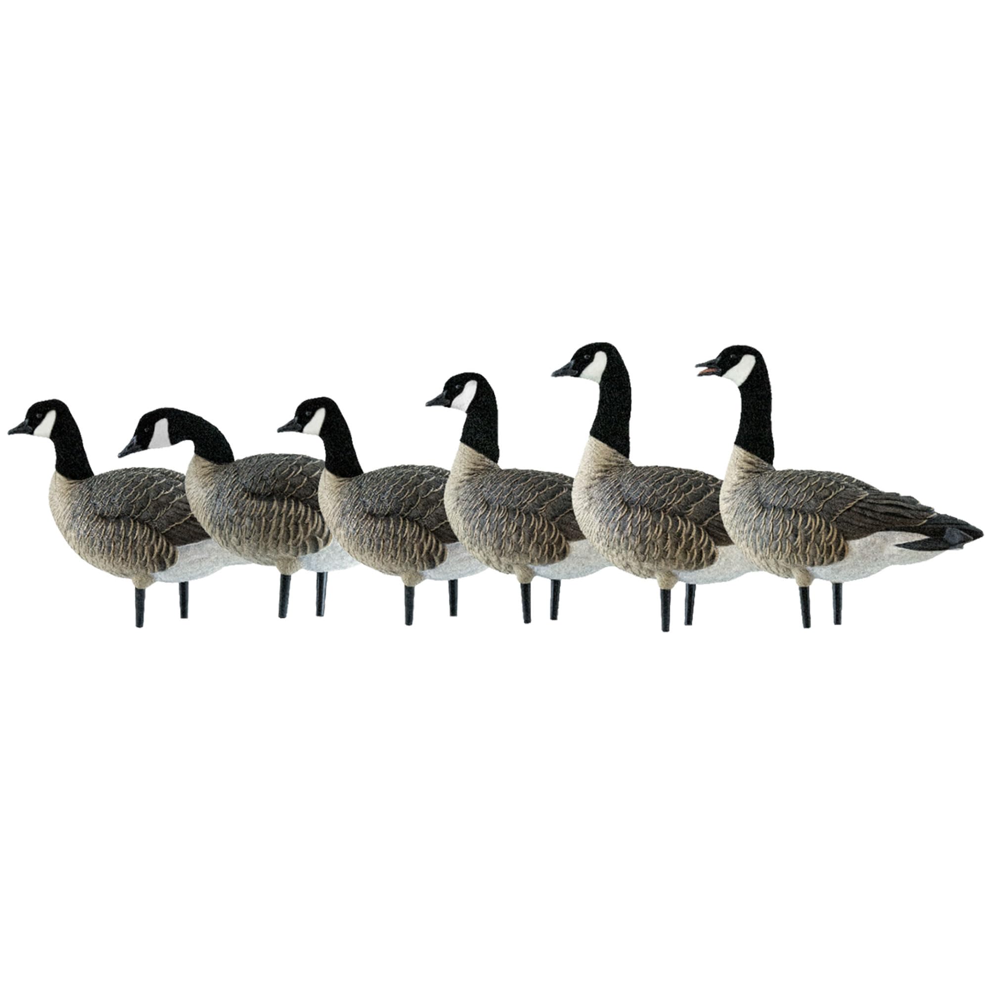 Snapklik.com : Avian X AXP Honkers Fusion Pack Lesser Canada Goose Decoys