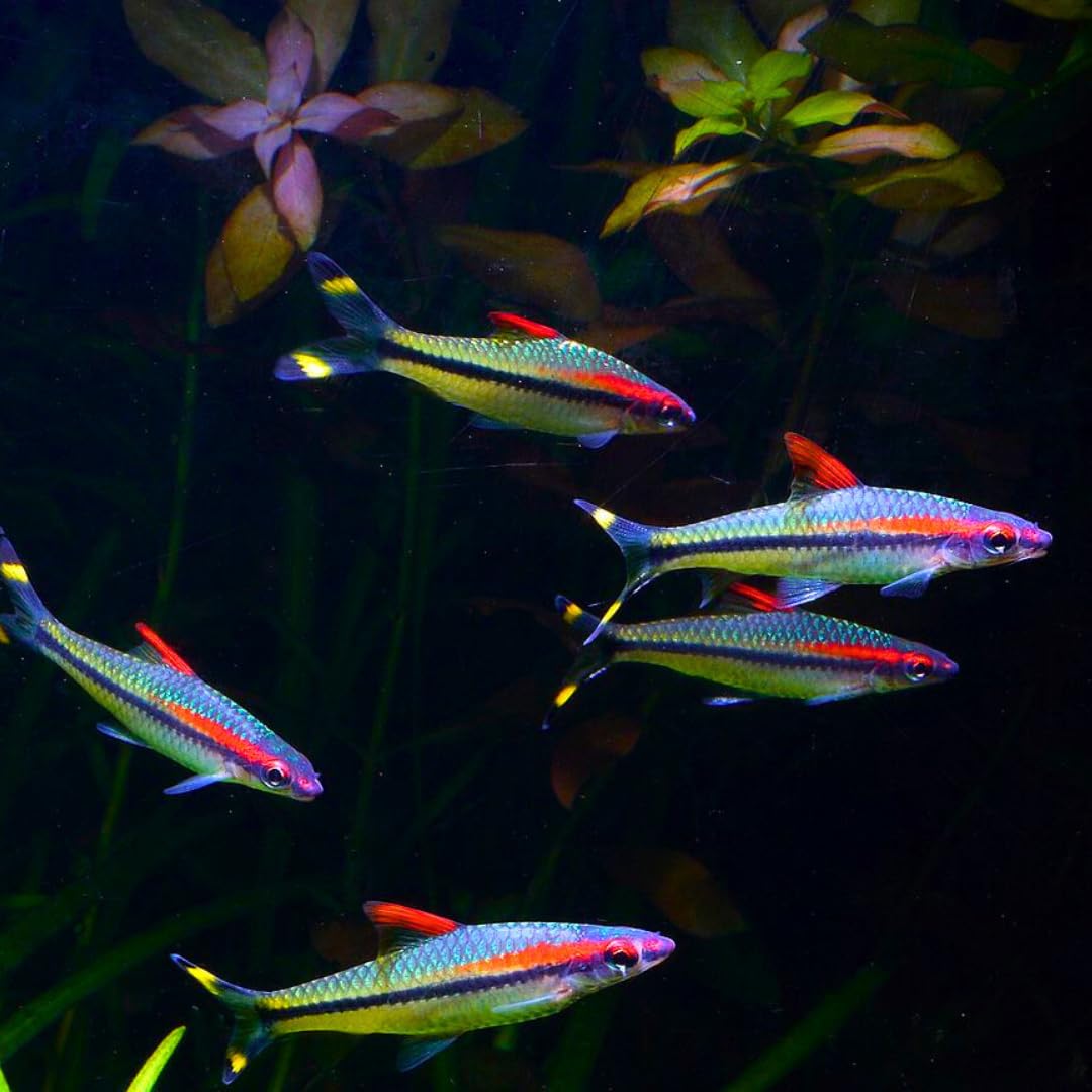 Alimento Para Peces De Tiburon De Acuario