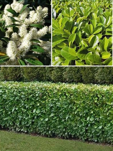 Cherry Laurel Prunus Laurocerasus Evergreen Hedge Seeds : Amazon.co.uk ...