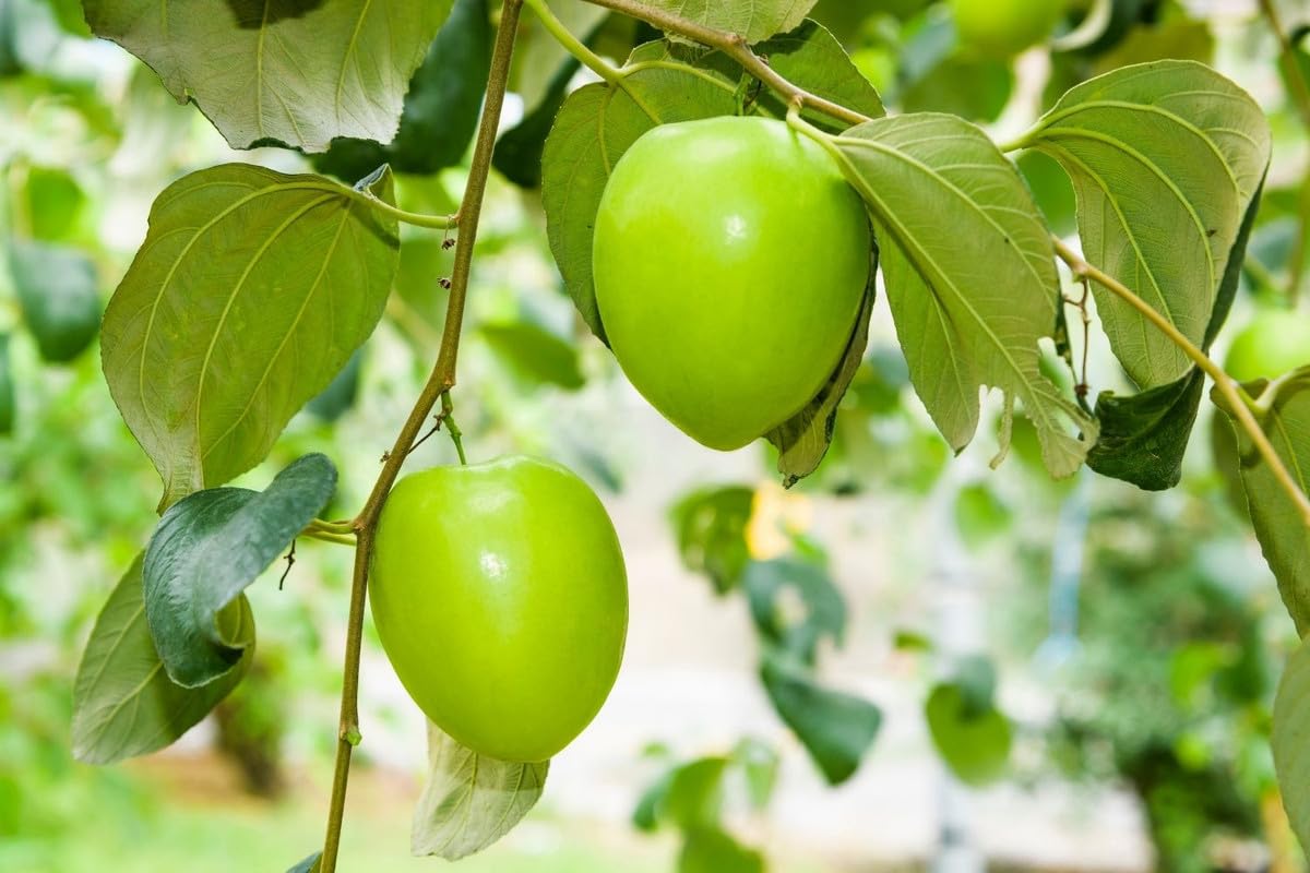 Jujube Tree Illustration
