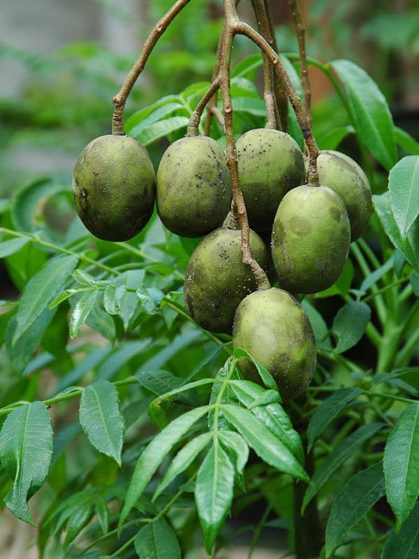 UNIQUE HOBBY All Time Hog Plum Amra Plant Grafted Thai variety Spondias ...