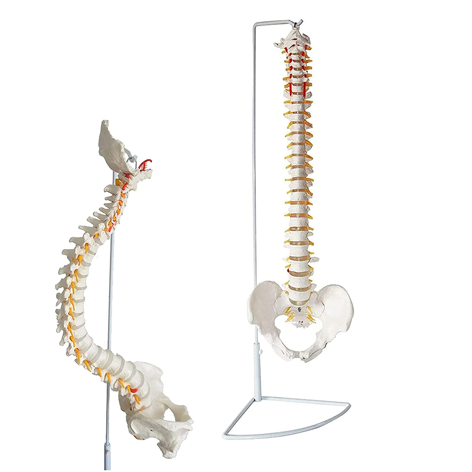 Buy LJBOZ Vertebral Column Model, Life Size Human Spine Model, Flexible ...