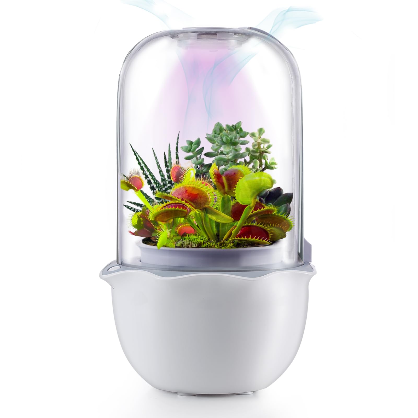 Buy Smart Venus Fly Trap Terrarium Pot with Timer&Fan,Succulent er with ...
