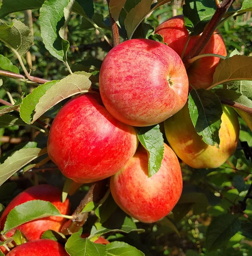Apfelbaum Kleinbleibend – Die 15 besten Produkte im Vergleich ...