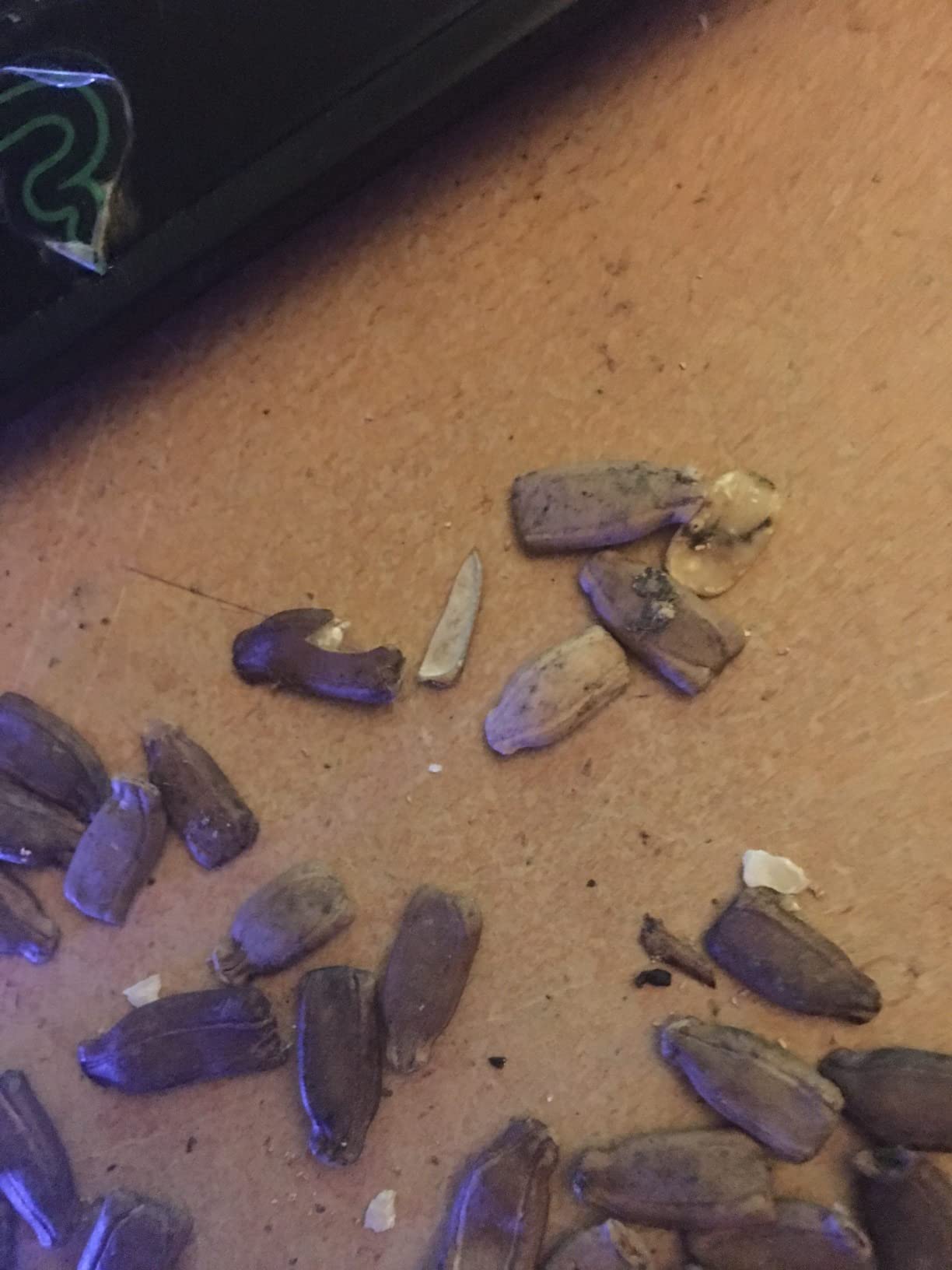 PREMIER SEEDS DIRECT - GOURD - LUNGA SERPENTE DI SICILIA - 4.5 GRAM ...