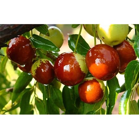 Amazon.com : Winter Jujube (Ziziphus Jujuba cv. Dongzao) Tree 2 Year ...