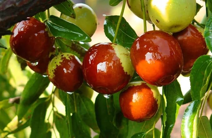 Amazon.com : Winter Jujube (Ziziphus Jujuba cv. Dongzao) Tree 2 Year ...