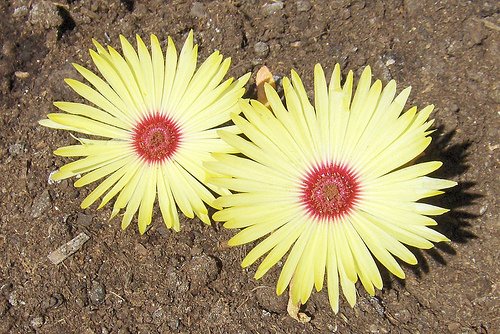 Creative Farmer Flower Seeds : Burf-Yellow Gardening Ideas Garden [Home ...