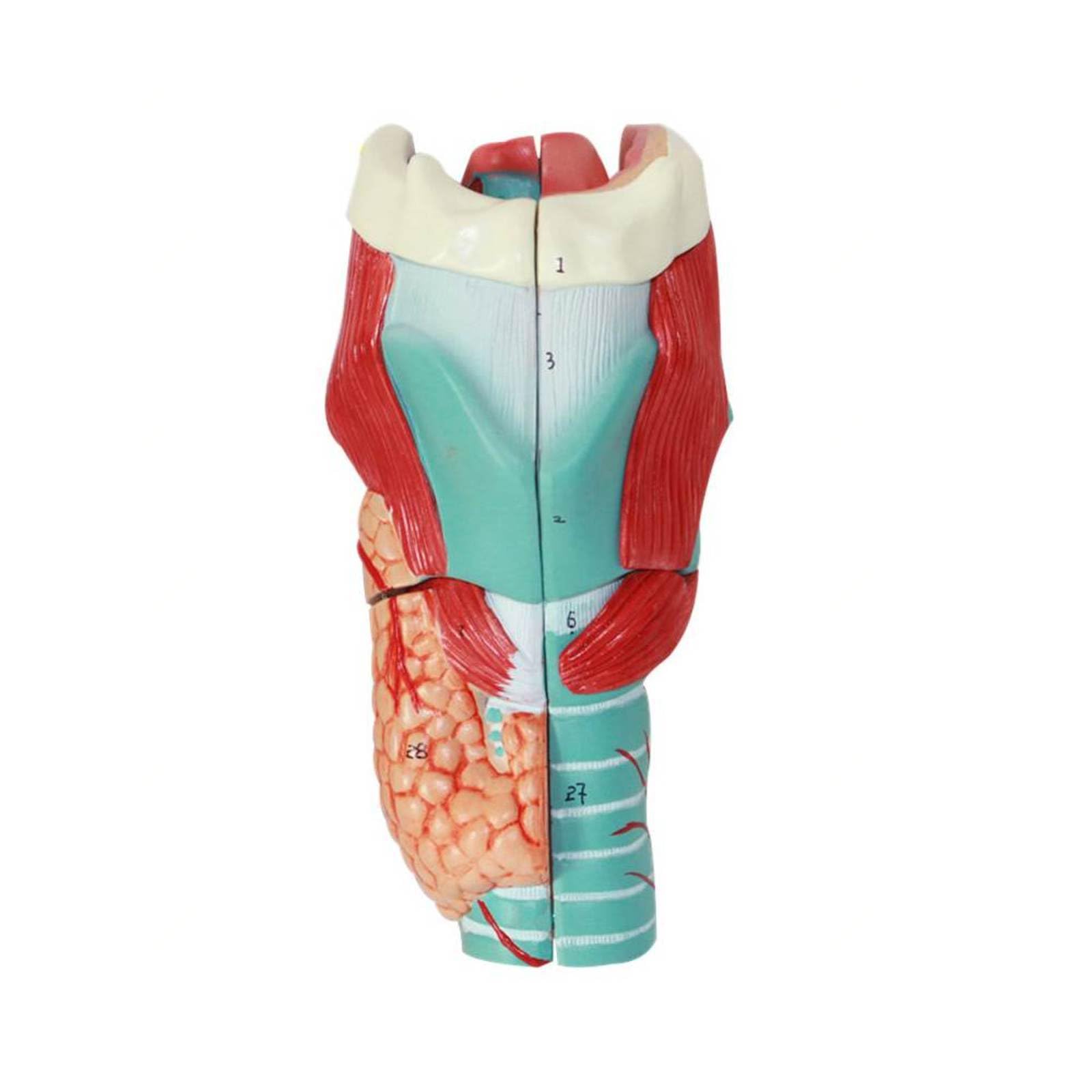 Epiglottis Model Laryngeal Manifestations Of Rheumatoid Arthritis