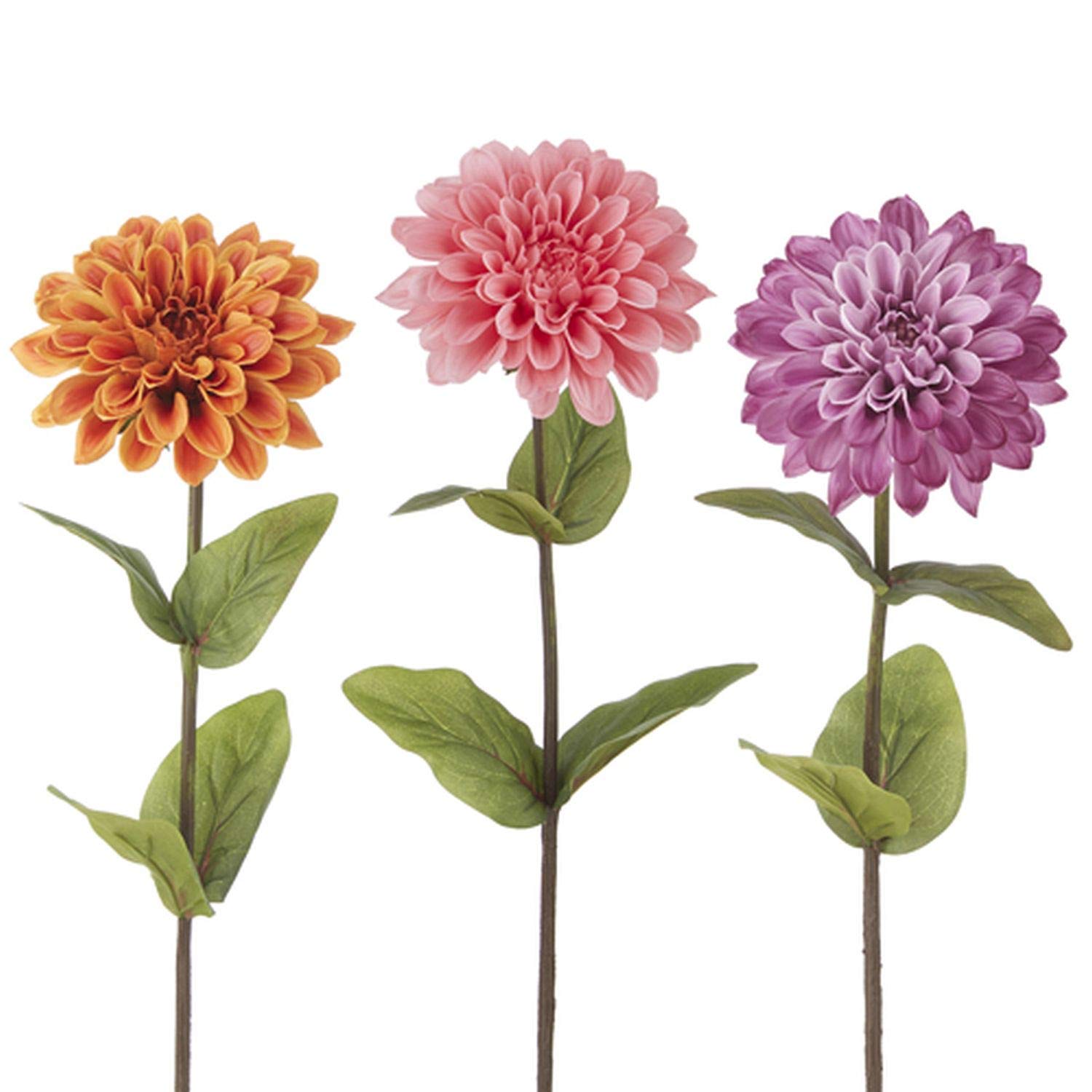 Dahlia Root