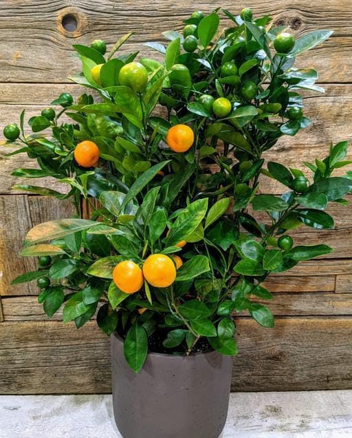 NEW DEBNATH NURSERY Rare Citrus Bush Orange Fruit Plant Dwarf Variety 1 ...