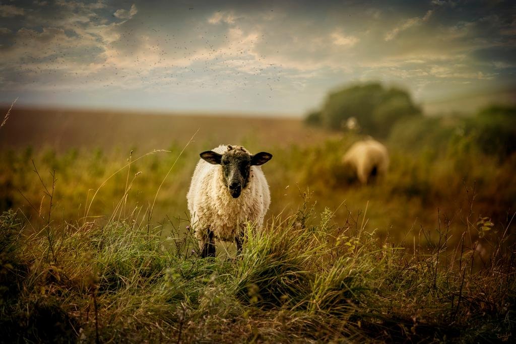 Amazon.com: Sally Sheep by Chris Lord Photo Photograph Sheep Posters ...