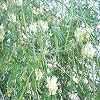Moringa plants for home garden, Moringa, Drumstick, Sahjan 1 live plant ...