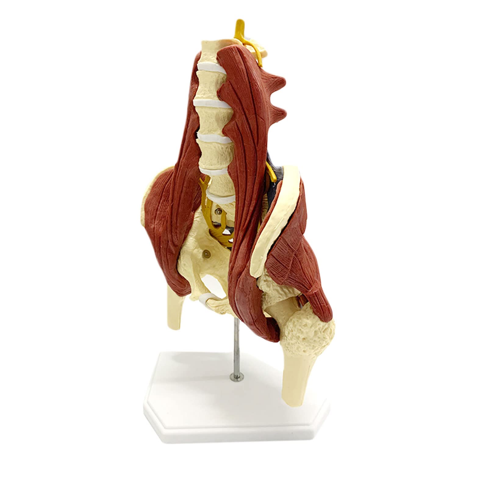 Buy 1:1 Life Size Anatomy Lumbar Vertebrae Vital Muscles Pelvic Muscle ...