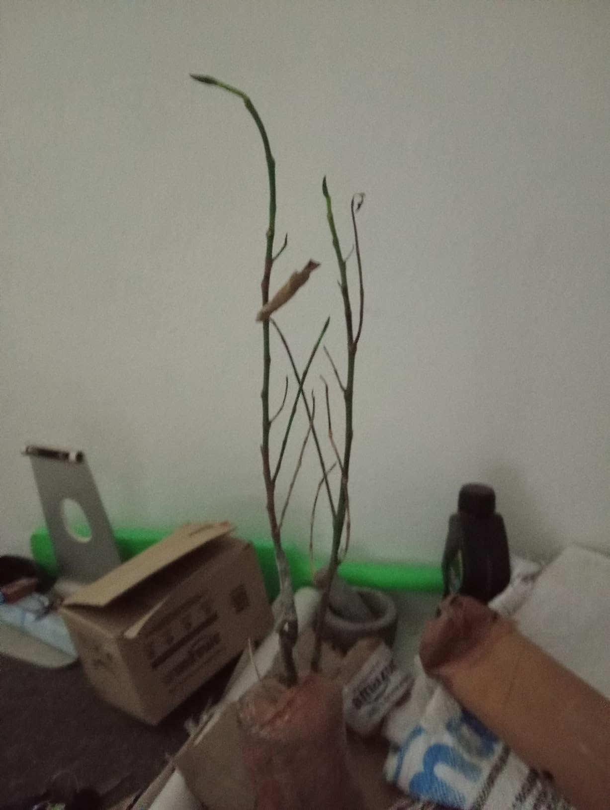 SANJU Jackfruit Thai Pink All Season Variety Varikka Katahal Chakka ...