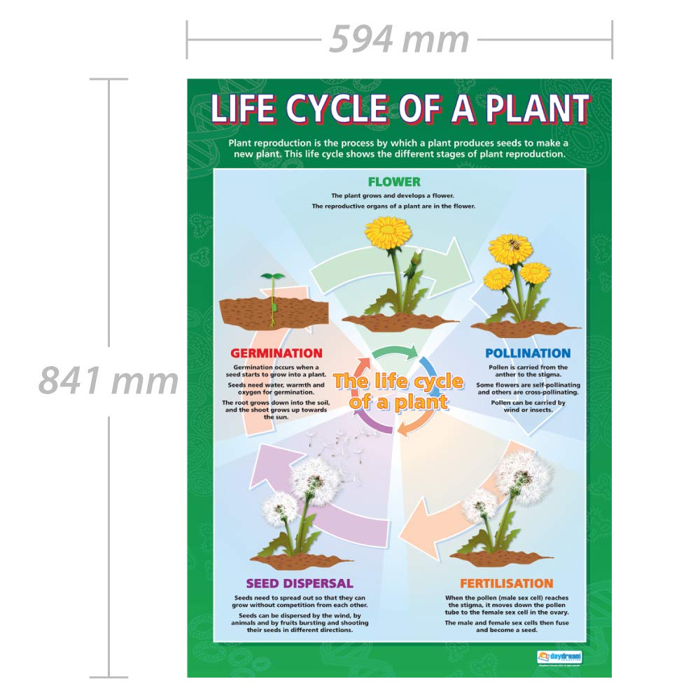 Life Cycle Of A Plant Science Posters Gloss Paper Measuring 850mm X life-cycle-of-a-plant-science-posters-gloss-paper-measuring-850mm-x
