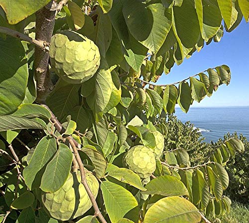 Chirimoya Planta Nativa