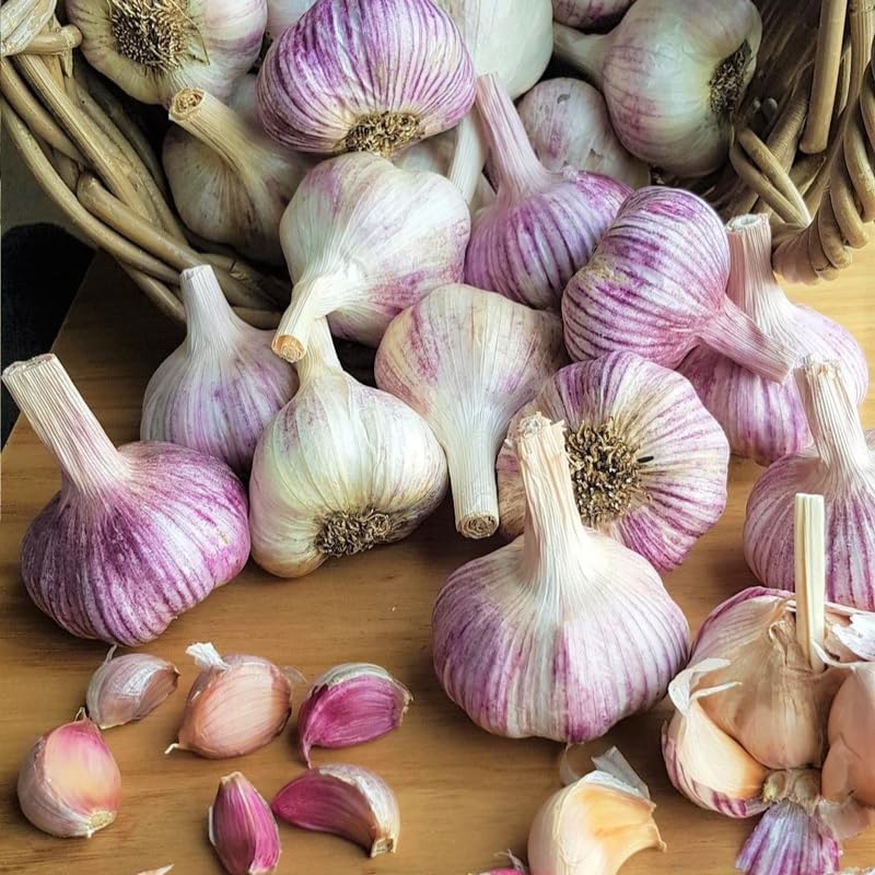 Bulbos de ajo mixtos para plantar, 1 libra, ajo mixto de cuello duro ...