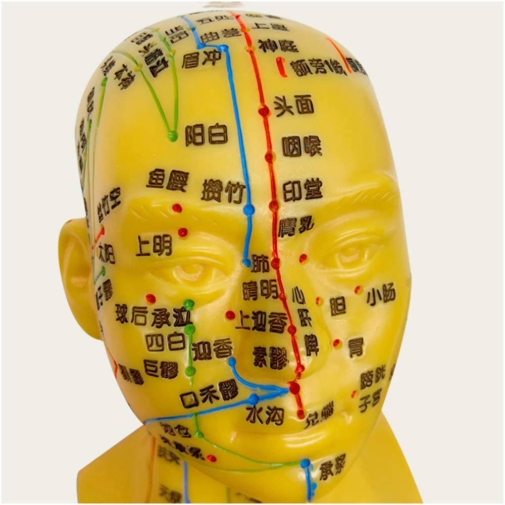 Face Acupuncture Point Diagram