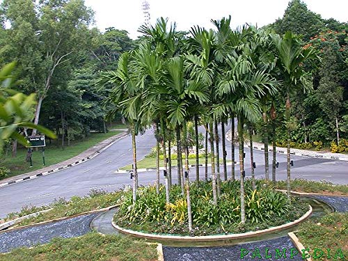 Creative Farmer Live Palm Tree Areca Catechu Ornamental/Supari Plant ...