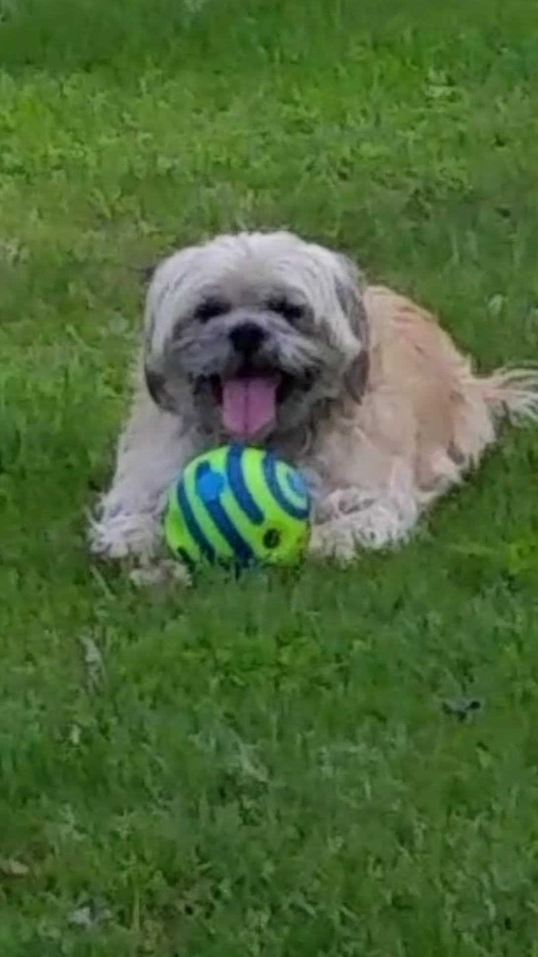 Amazon.com: Toysmith Mini Wiggly Giggly Ball : Toys & Games