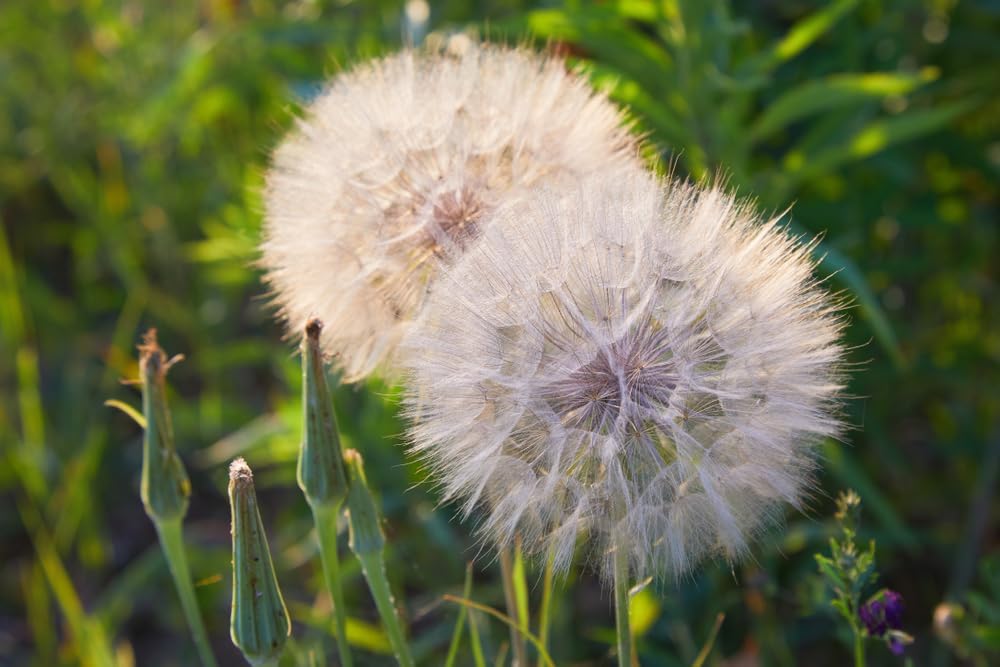 Amazon.com : Salsify Seeds (100 Seeds) - Non-GMO Root Vegetable - White ...