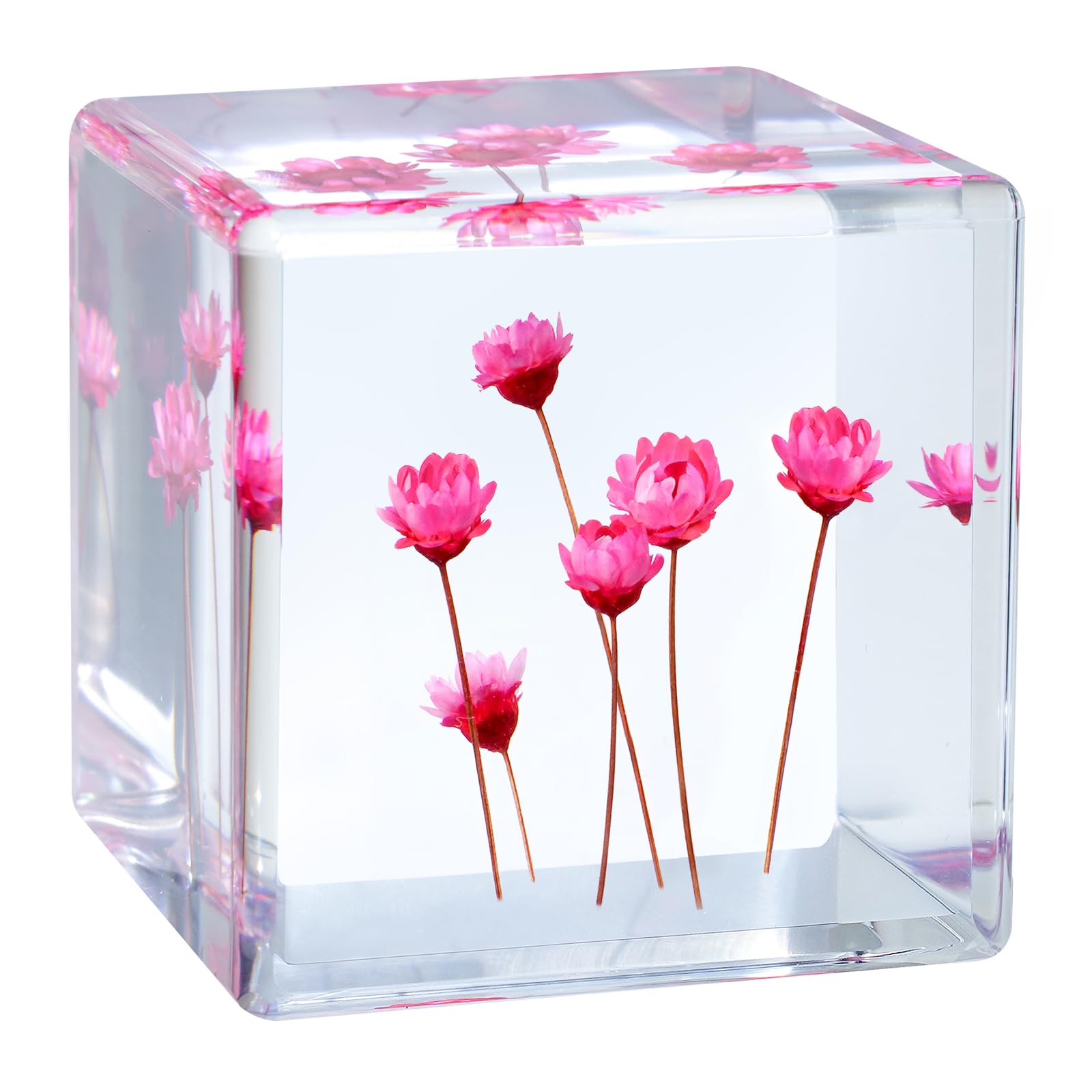 Amazon.com: Bon Cube Acrylic Resin Cube Paperweight with Preserved ...