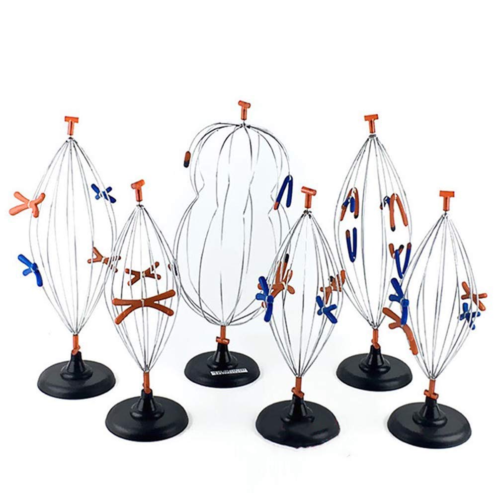 Buy LXX Animal Cell Meiosis Model And Cell Mitosis Model - Medical ...