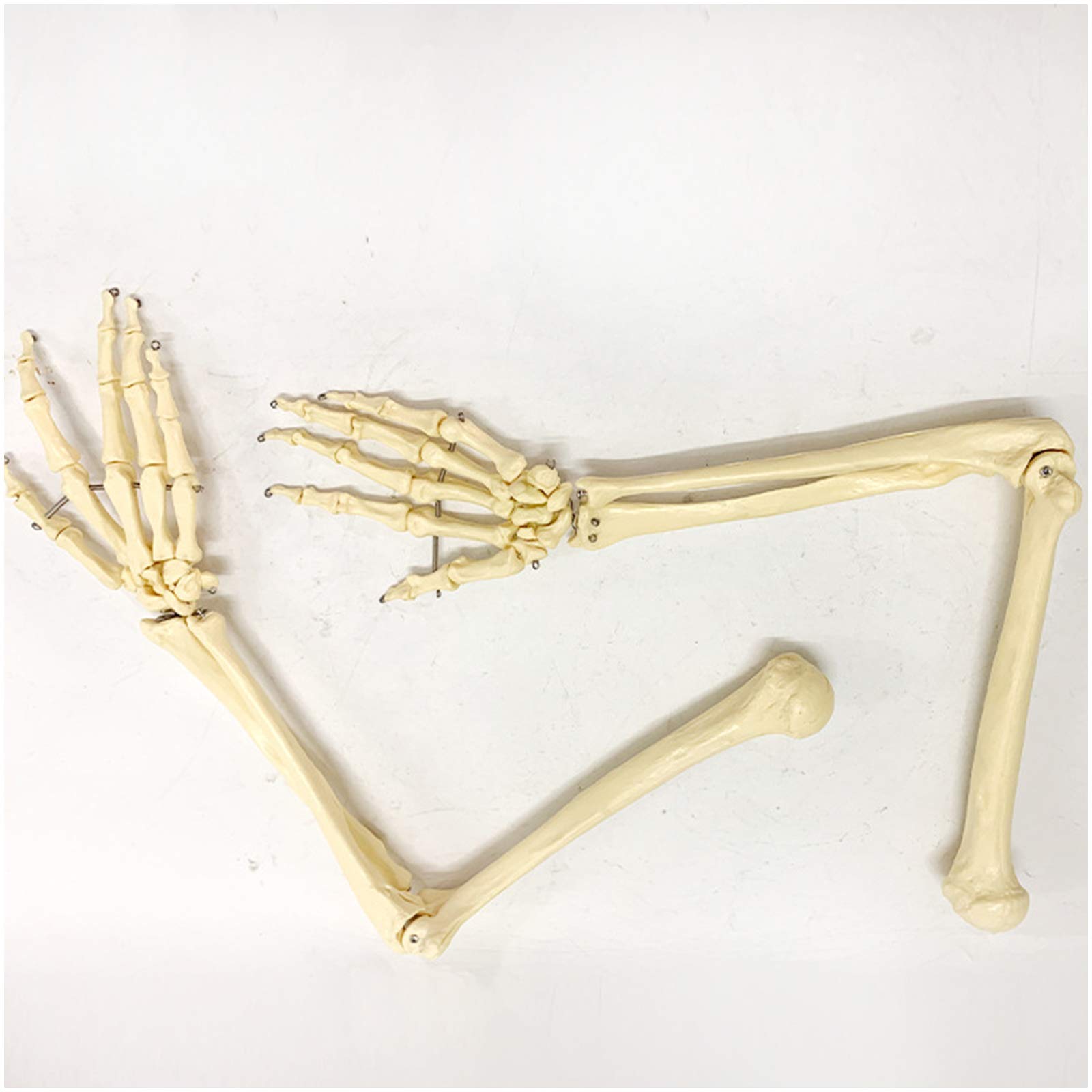Buy Hand Joint Anatomical Skeleton Model - Human Arm Joint Model - Life ...