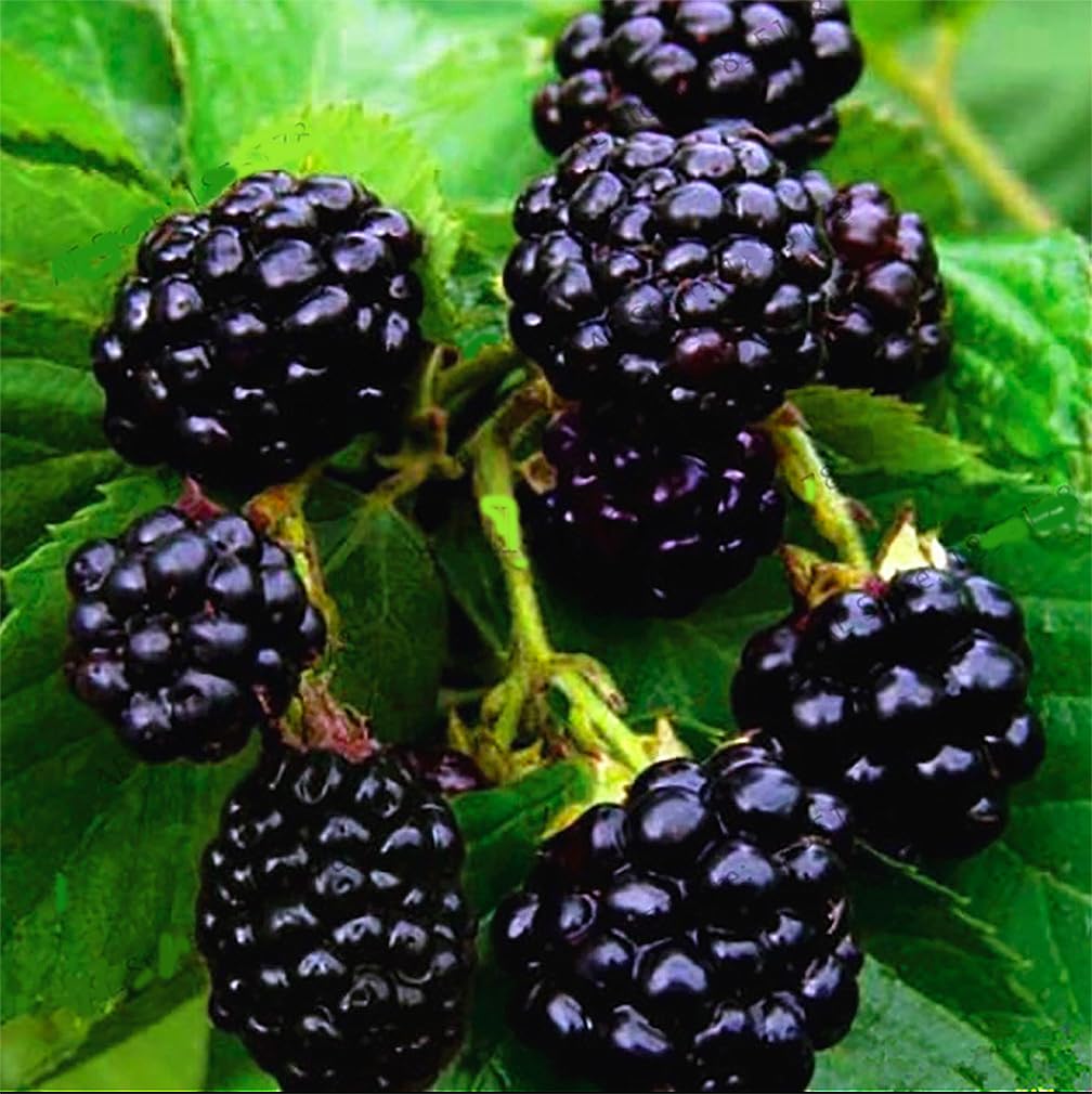 Amazon.com : 20 Thornless BlackBerry Seeds - Perennial Plant : Patio ...