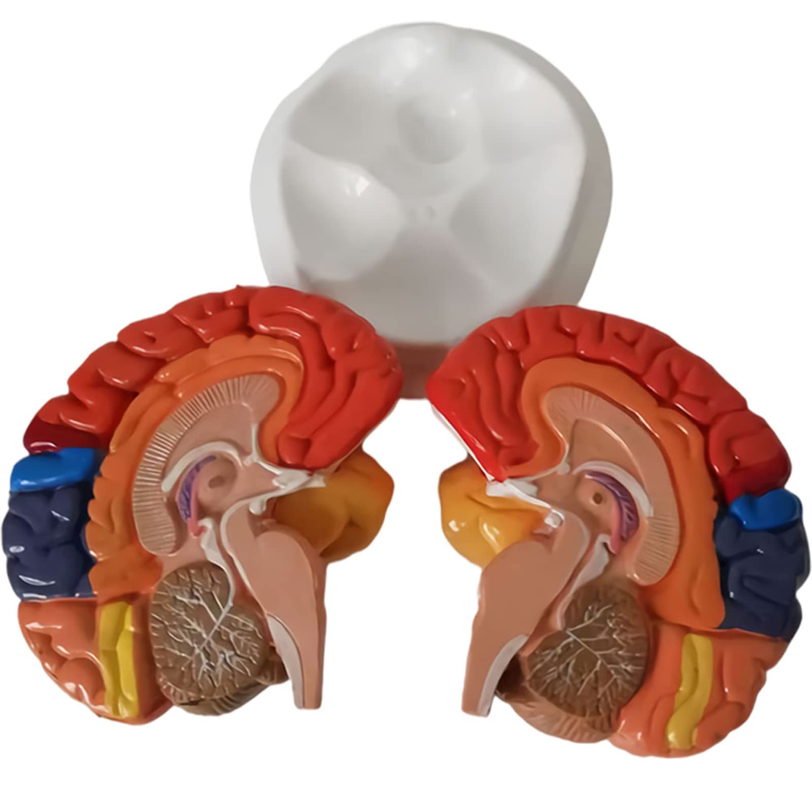 Buy Life Size Human Brain Anatomical Model, Anatomy 2-Part Model Of ...