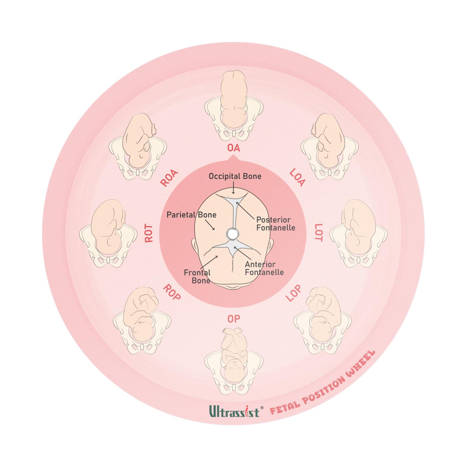 Patient Fetal Position Chiropractic Care Improves Fetal Positioning