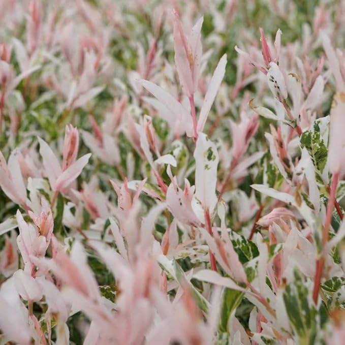 Plant Theory 30cm Flamingo Flamingo Willow Salix Integra Shrub Plant 2L ...