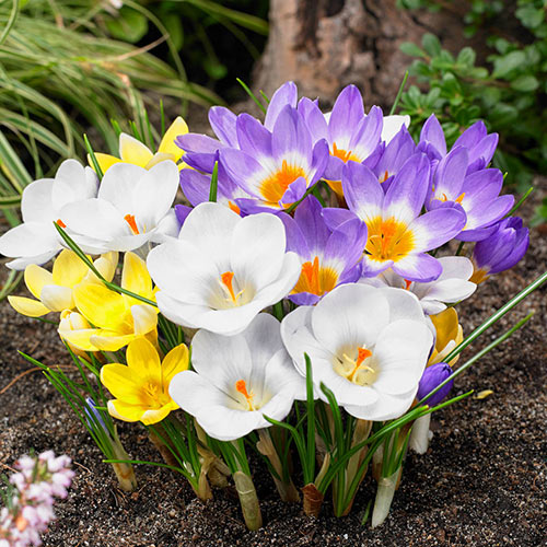 Amazon.com : BRECK'S - Giant Naturalizing Crocus Dormant Spring ...