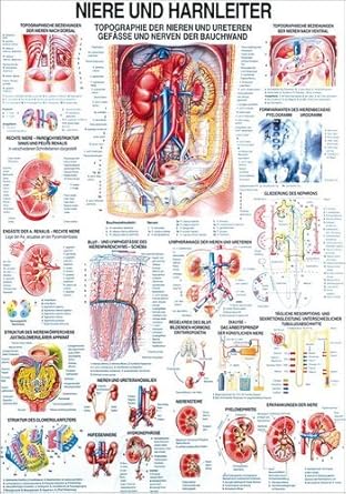 Ruediger Anatomie TA24LAM Kidney and Hernleiter Board 70 cm x 100 cm ...