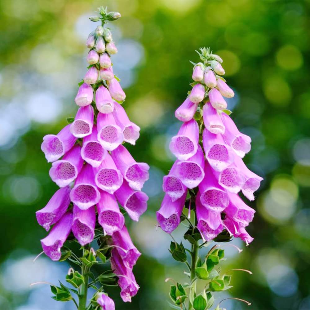 Blue Foxglove Flower